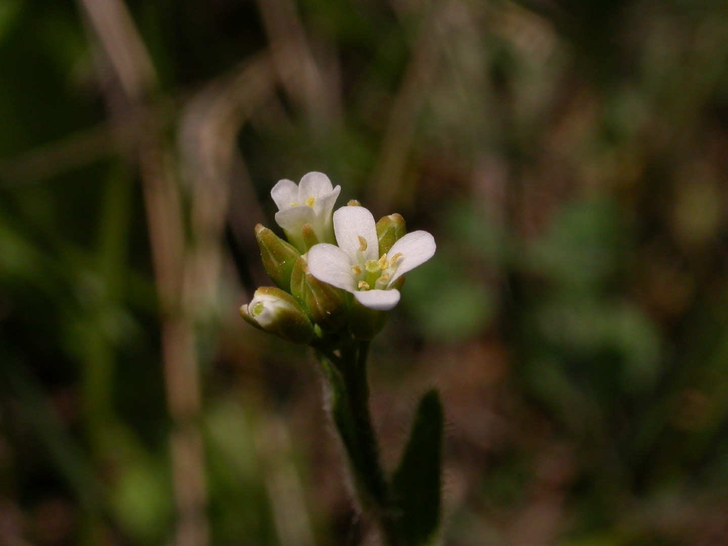 whitlow-grasses Care (Watering, Fertilize, Pruning, Propagation ...
