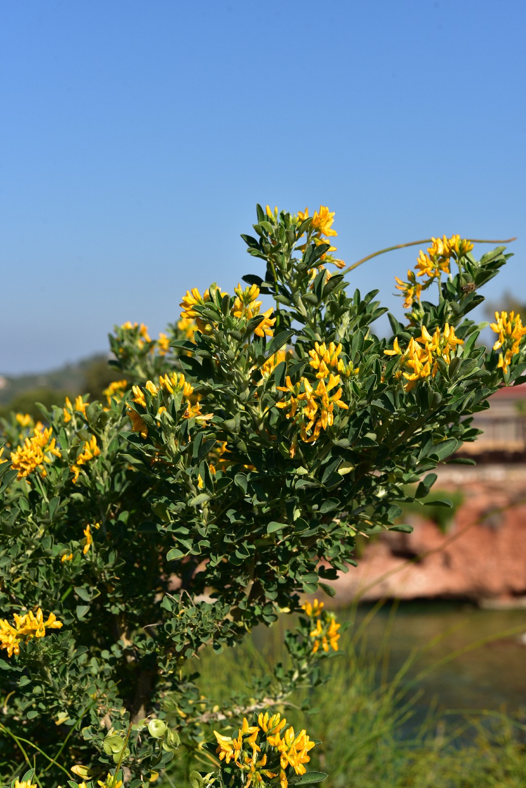 Medicago arborea - PictureThis