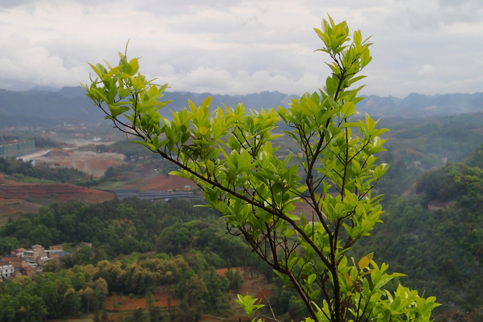 Itea yunnanensis - PictureThis