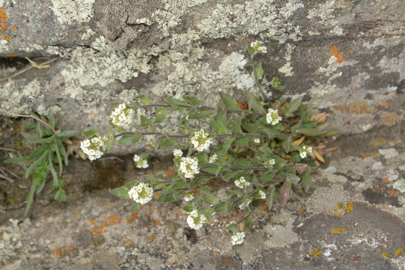 whitlow-grasses Care (Watering, Fertilize, Pruning, Propagation ...