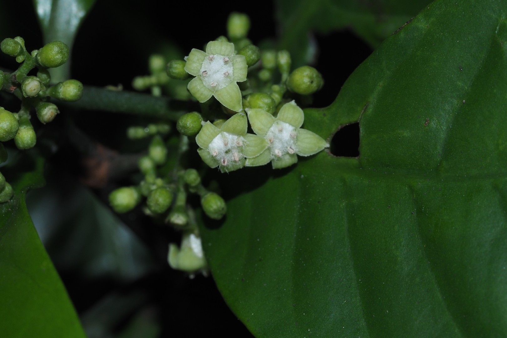 Psychotria asiatica - PictureThis