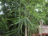 Long-sheath bamboo Care (Watering, Fertilize, Pruning, Propagation ...