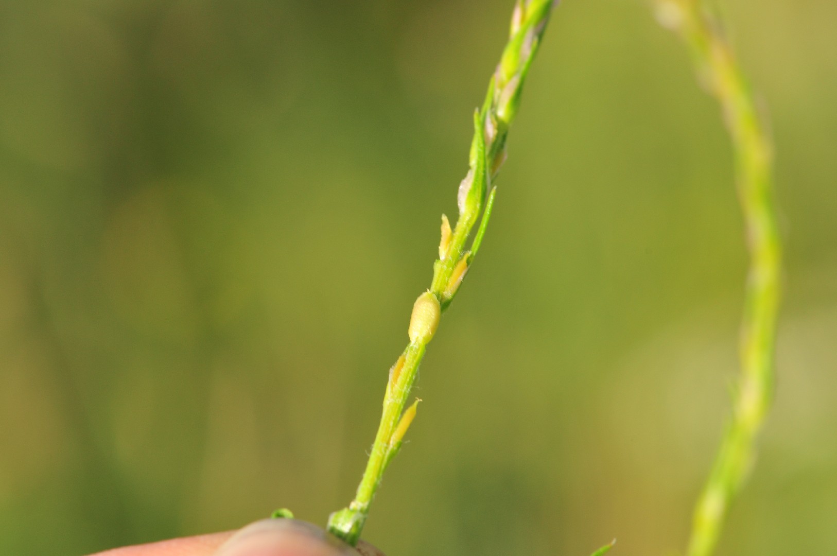Corispermum declinatum - PictureThis