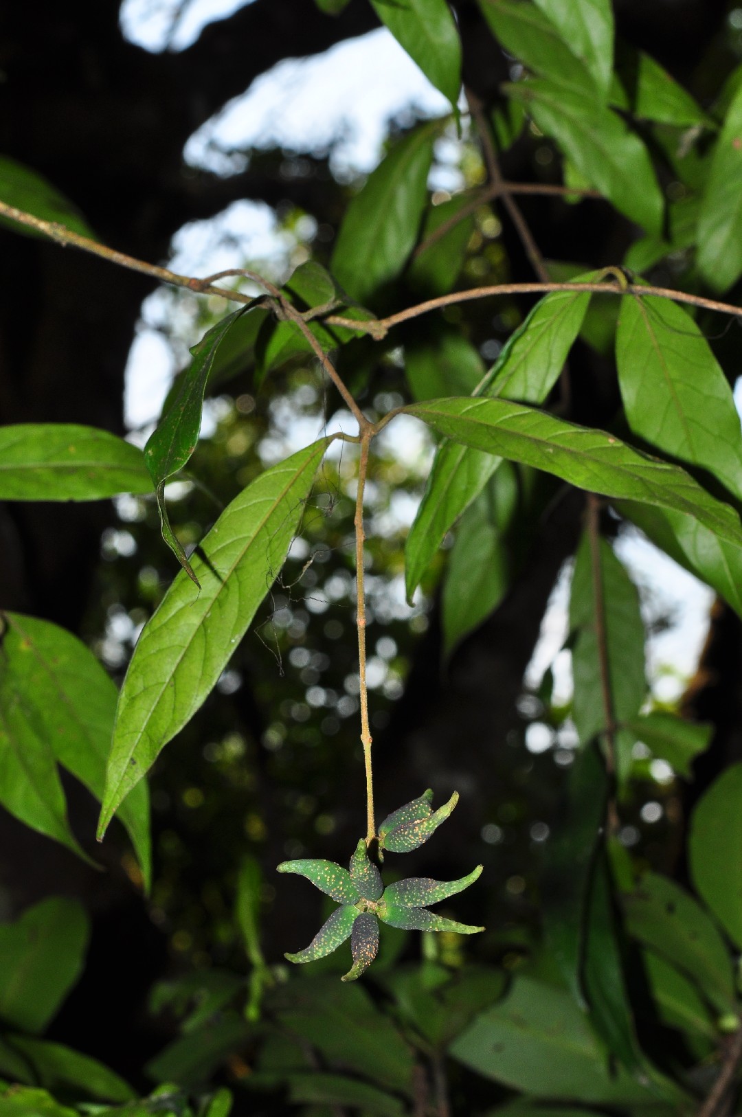 Olive (Oleaceae) Flower, Leaf, Care, Uses - PictureThis