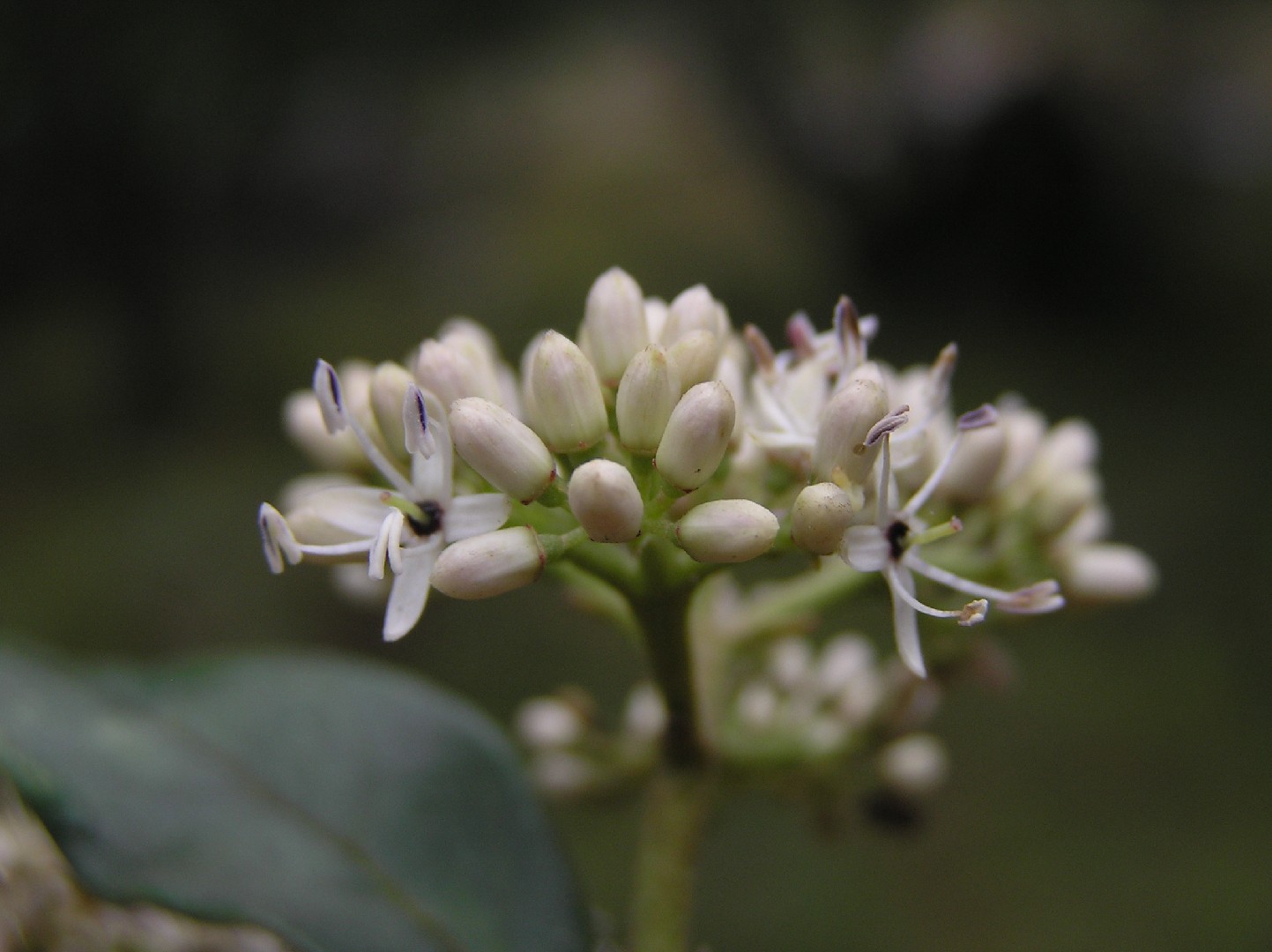 Cornus oblonga - PictureThis