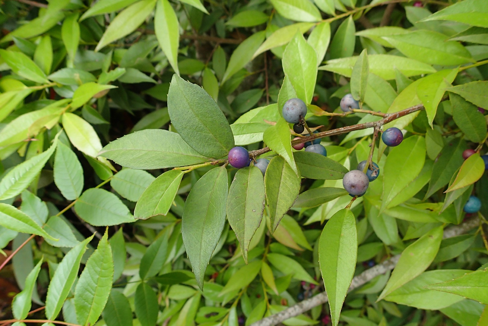 Myrsine semiserrata - PictureThis