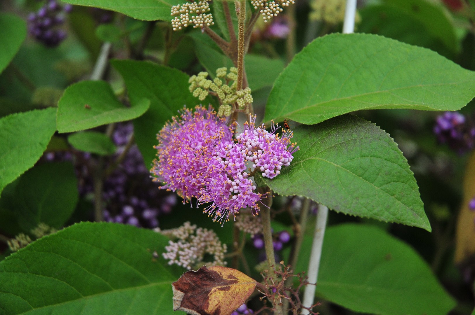 Callicarpa pedunculata - PictureThis