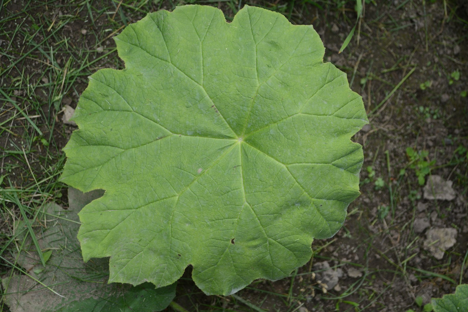 Tafelblatt (Astilboides tabularis) - PictureThis