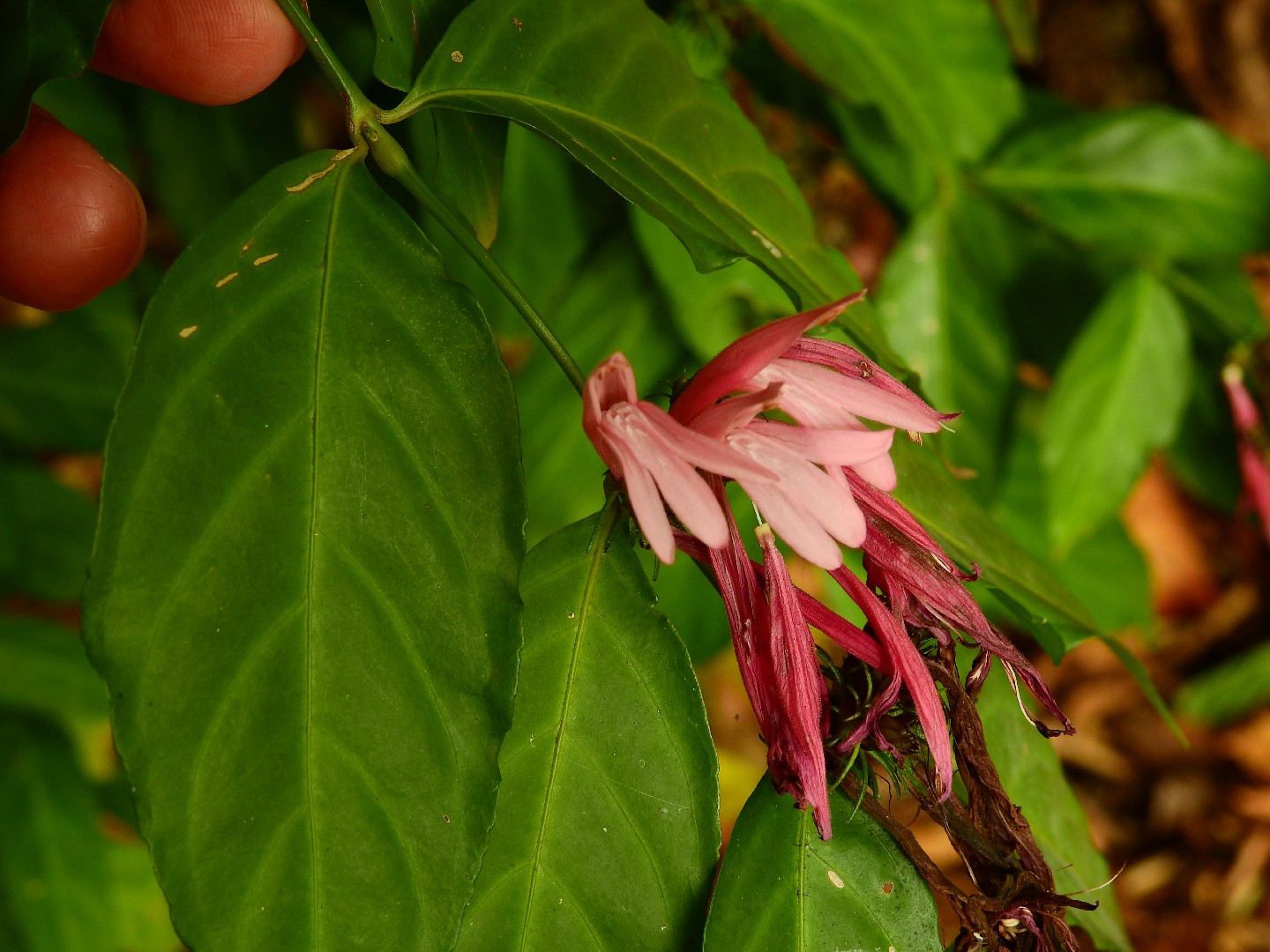 Brazilian shrimp plant (Justicia brasiliana) Flower, Leaf, Care, Uses ...