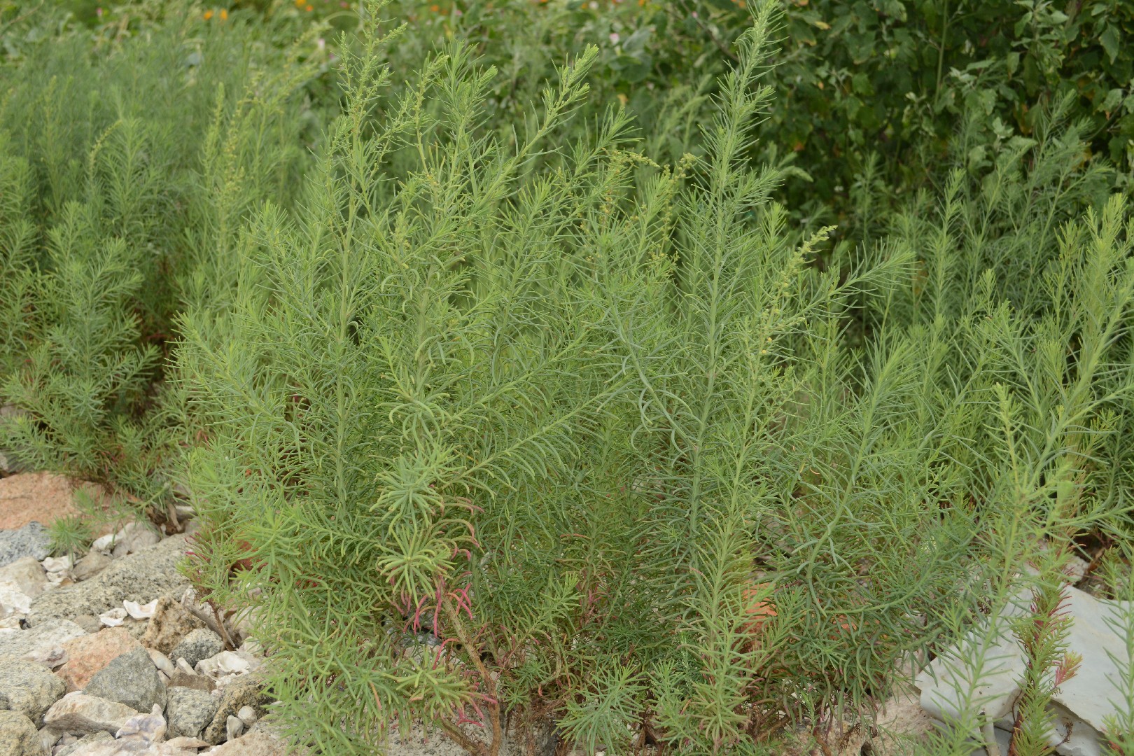 Suaeda glauca - PictureThis