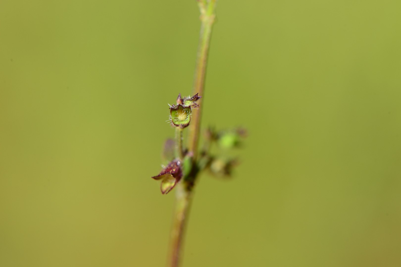 mosla (Mosla) Flower, Leaf, Care, Uses - PictureThis