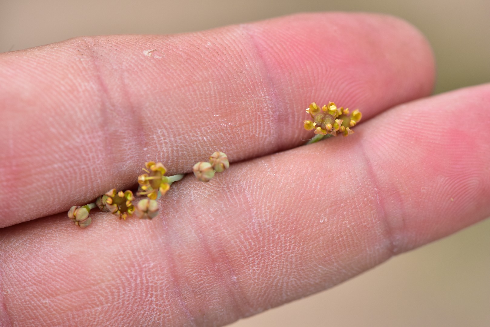 Ferula bungeana - PictureThis