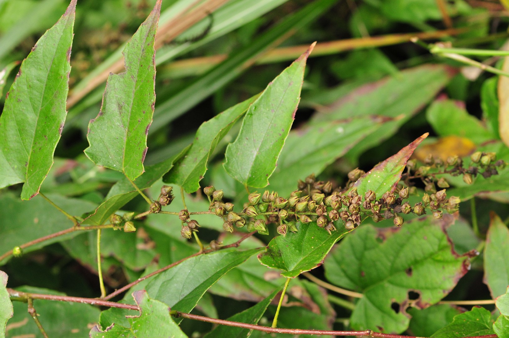 ️️ How to Prune Rubus ichangensis