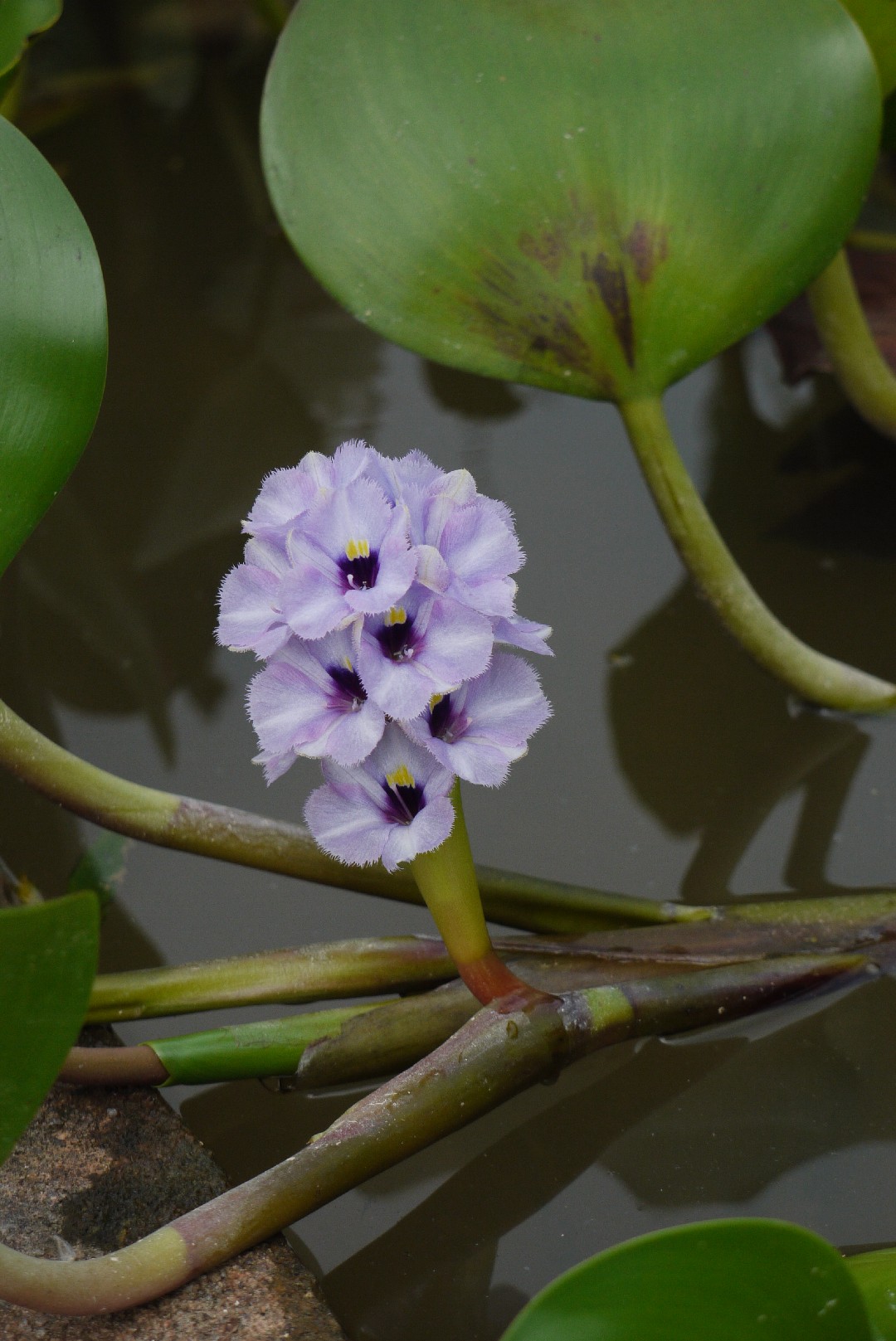 Eichhornia azurea - PictureThis