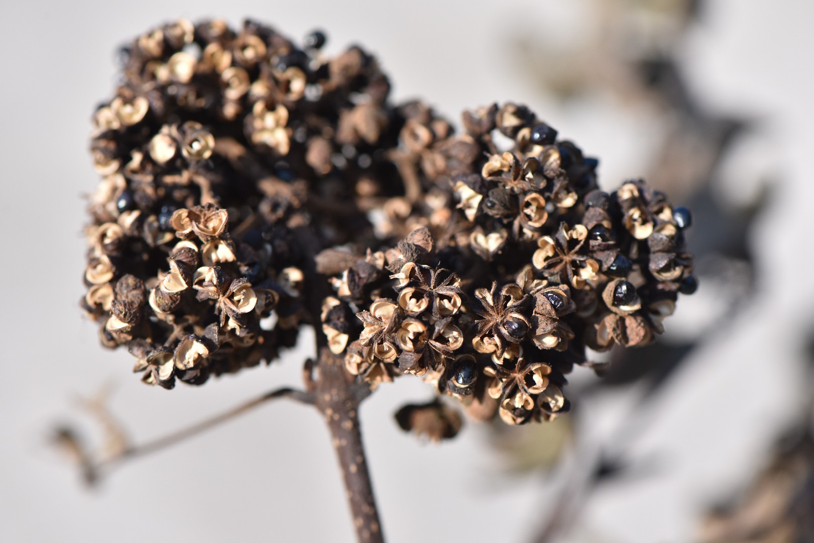 Où pousse le tetradium ruticarpum