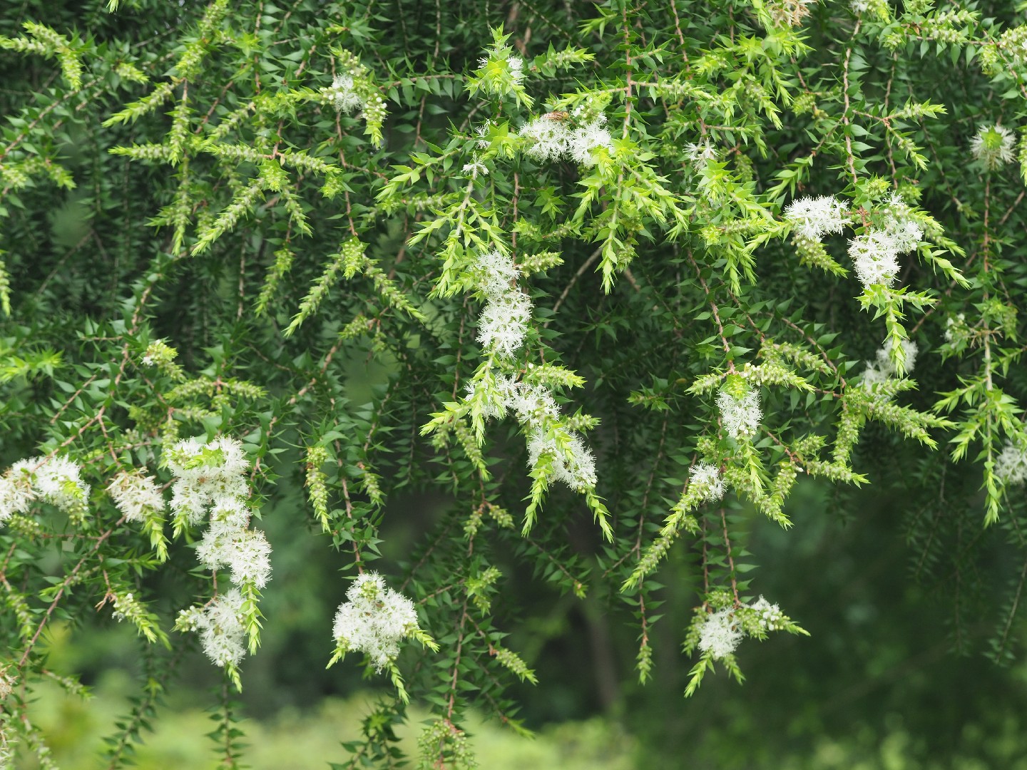 Prickly-leaved paperbark (Melaleuca styphelioides) Flower, Leaf, Care ...