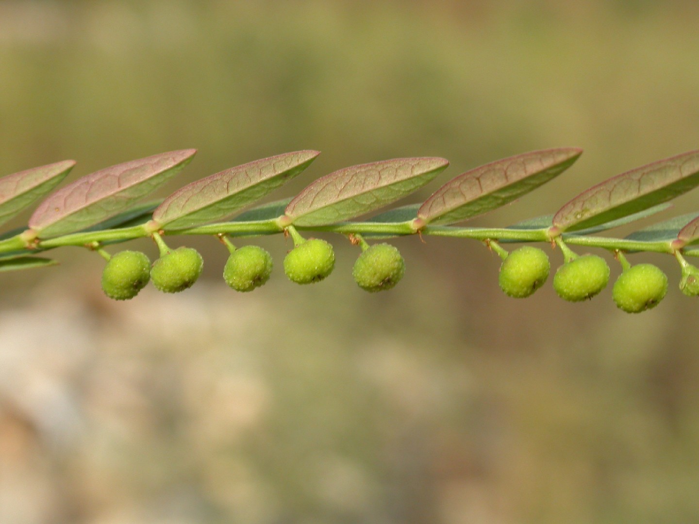 Phyllanthus virgatus - PictureThis