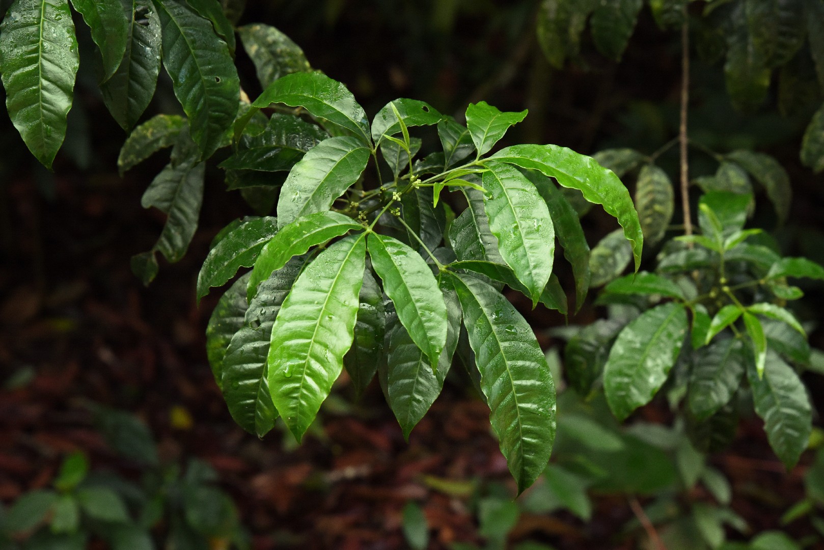 Melicope pteleifolia - PictureThis