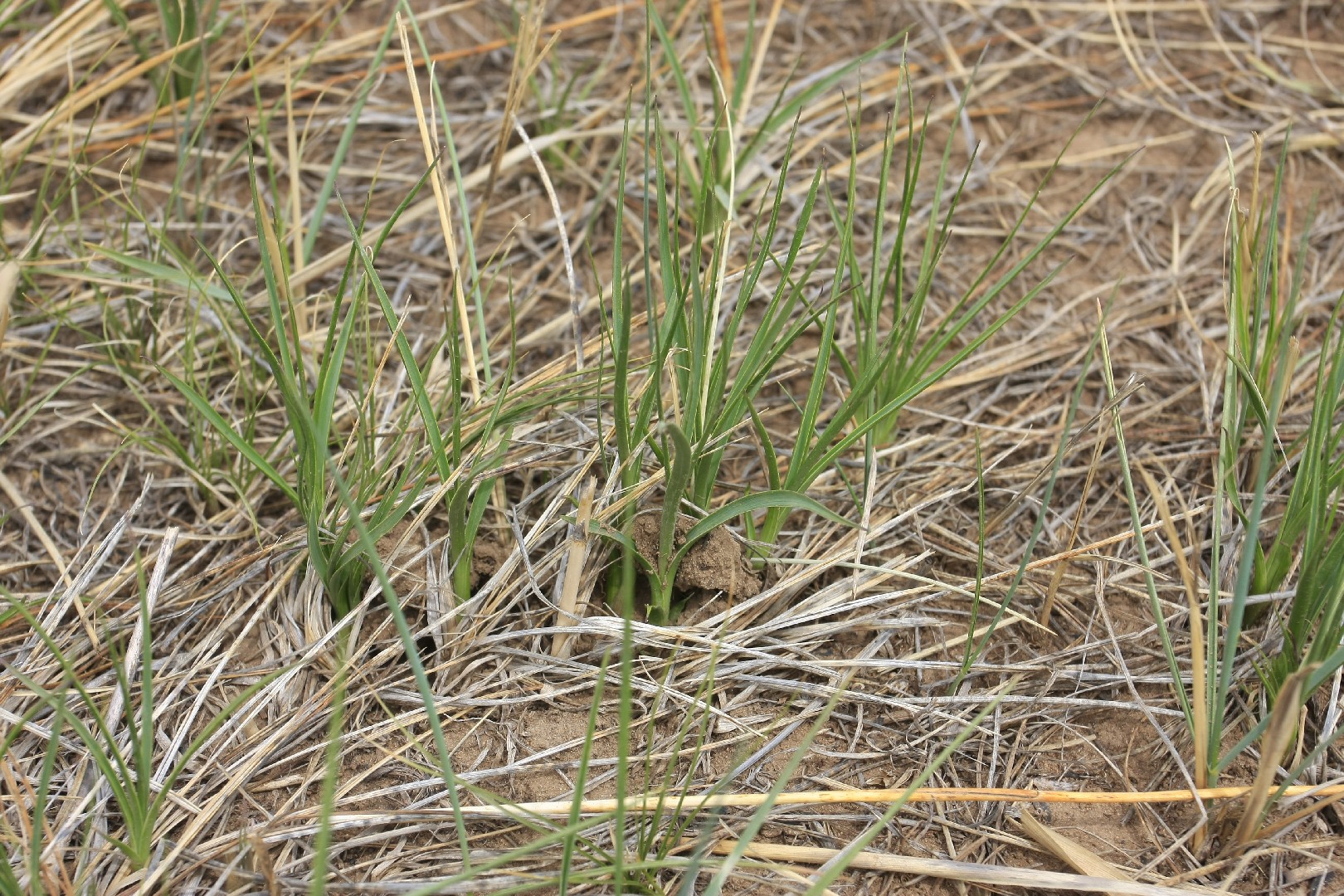 How to Plant and Grow Common anemarrhena(Anemarrhena asphodeloides)