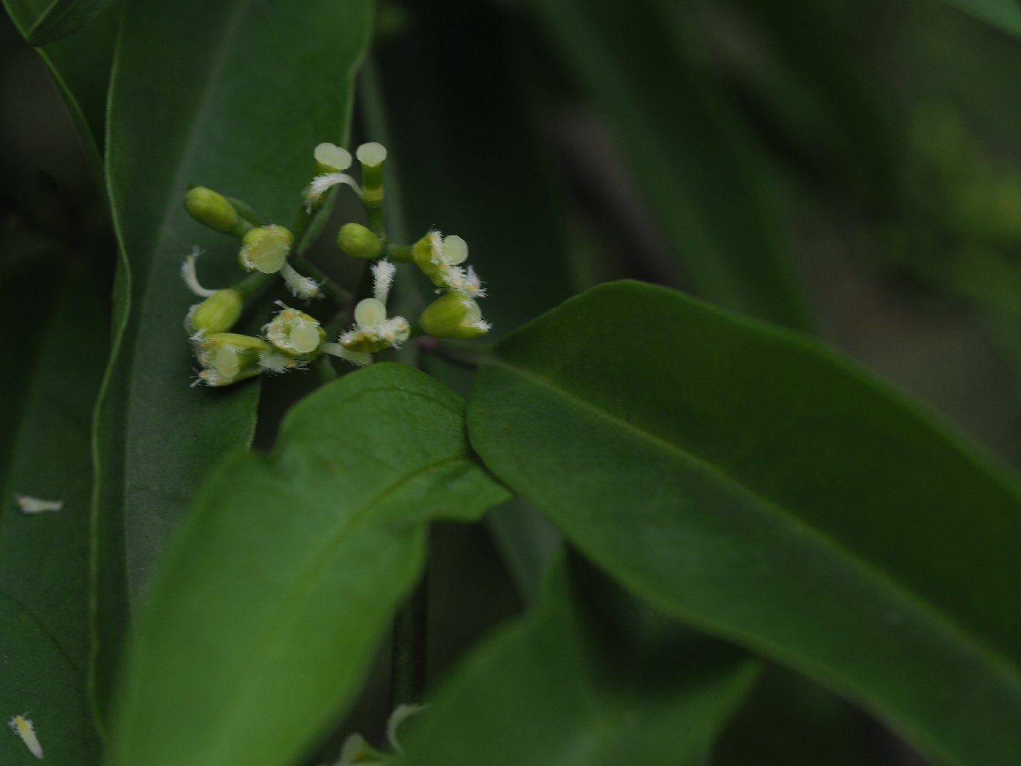 Gomphandra tetrandra - PictureThis