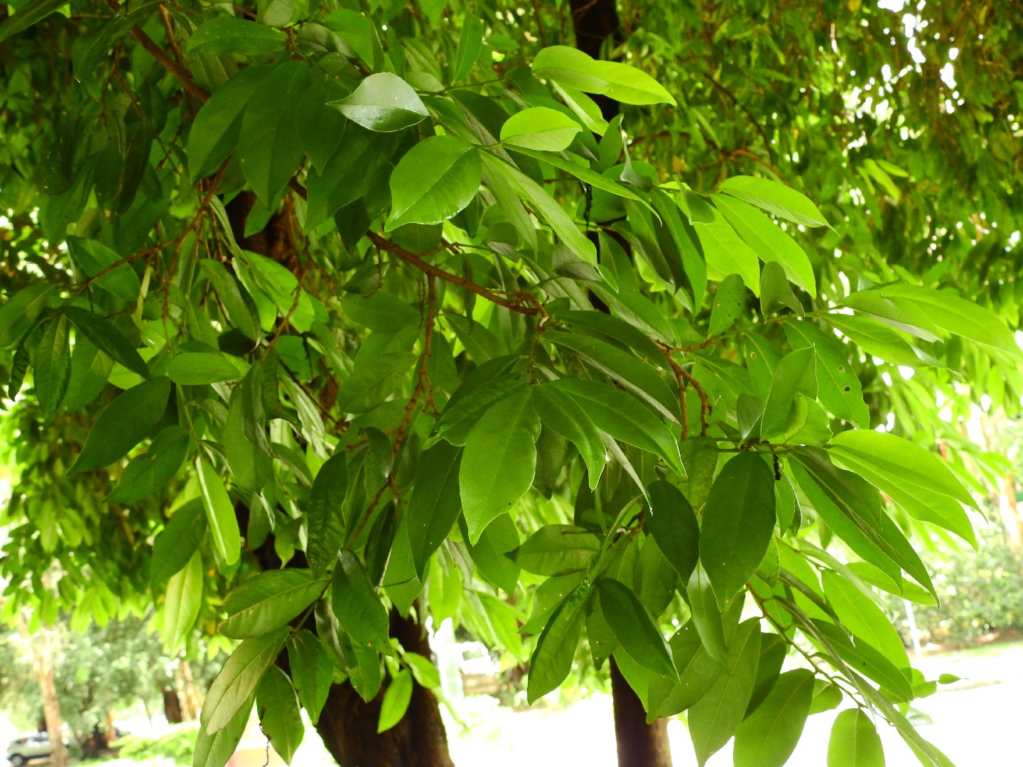 Bignay (Antidesma bunius) Flower, Leaf, Care, Uses - PictureThis