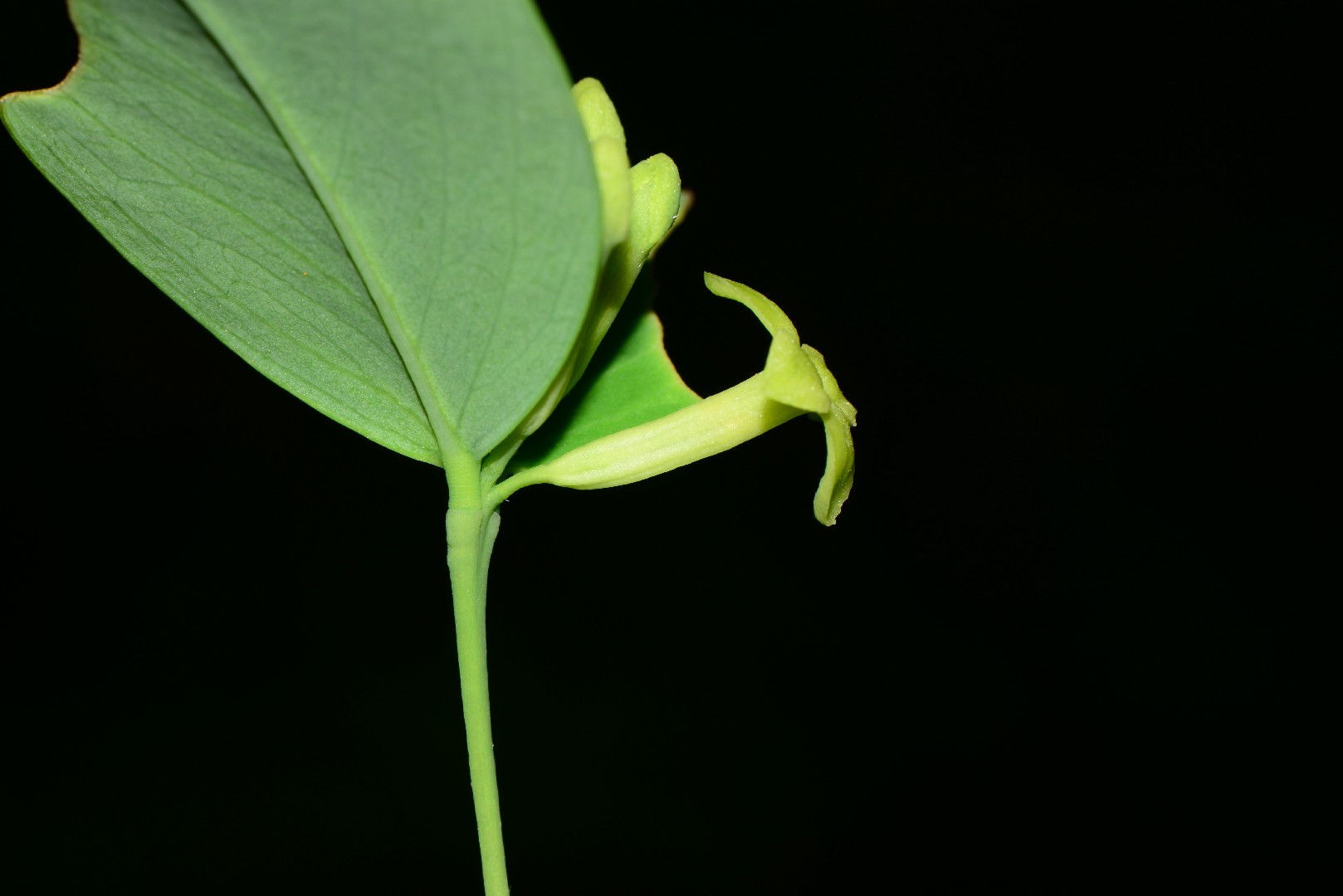 Tie bush (Wikstroemia indica) Flower, Leaf, Care, Uses - PictureThis
