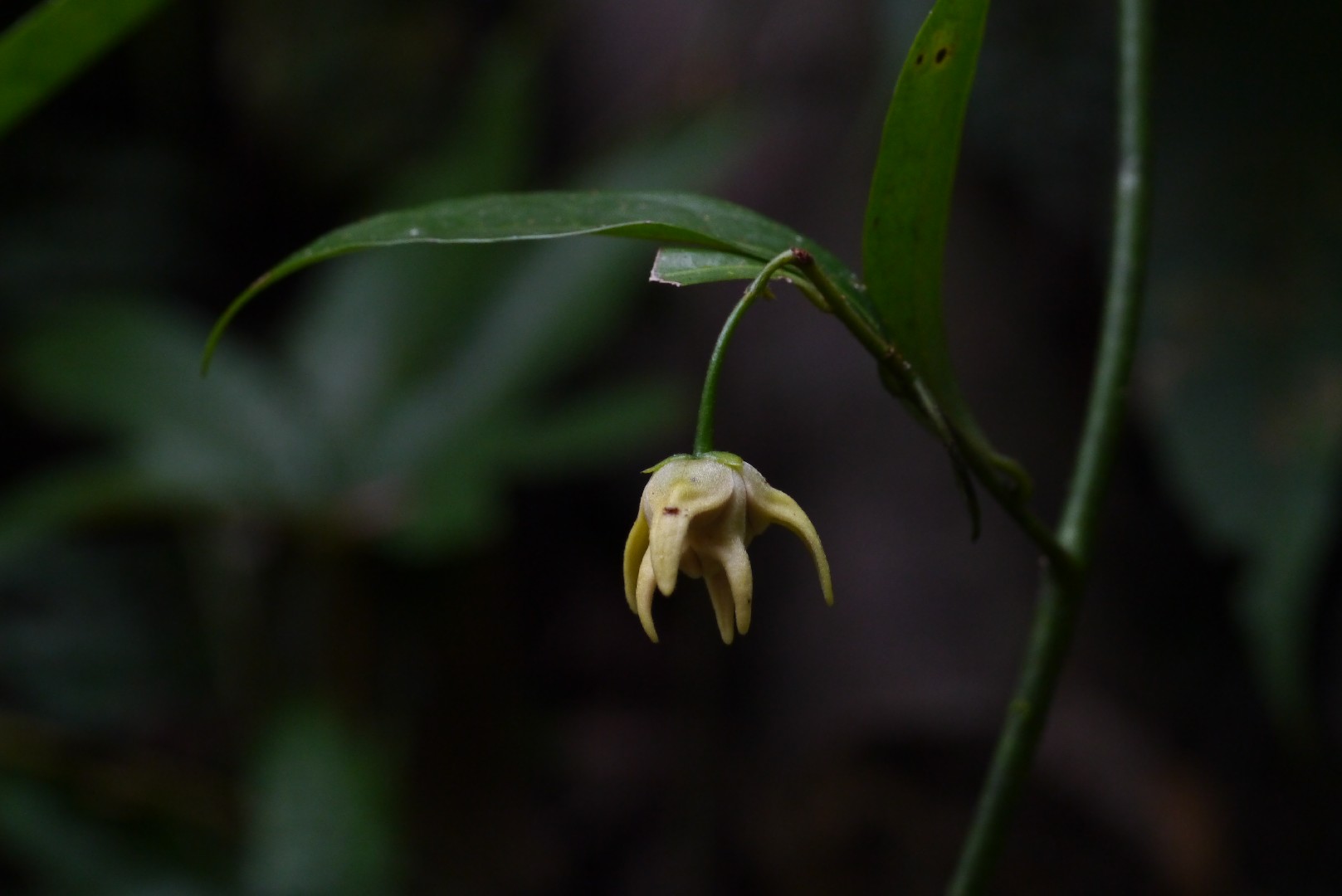 Artabotrys Flower, Leaf, Care, Uses - PictureThis