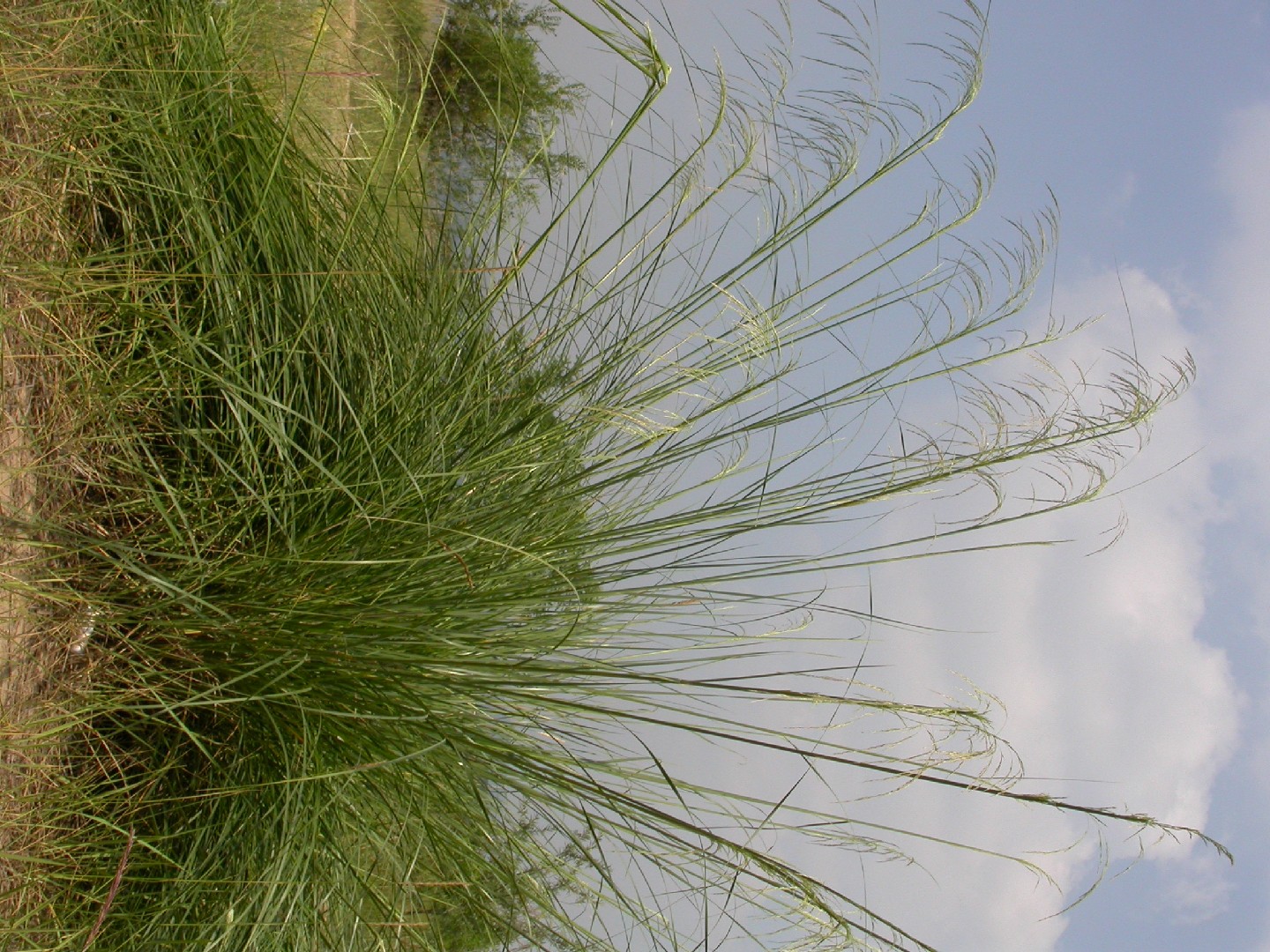 Stipa splendens - PictureThis