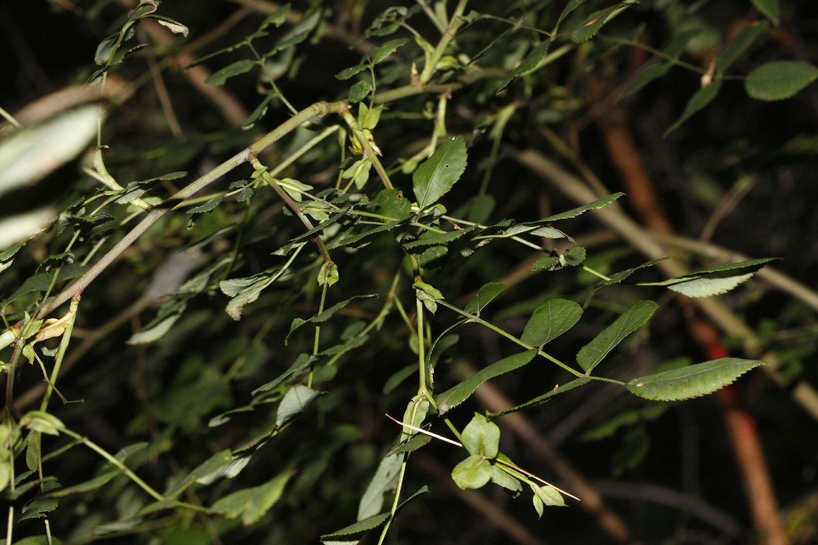 Rosa bella - PictureThis