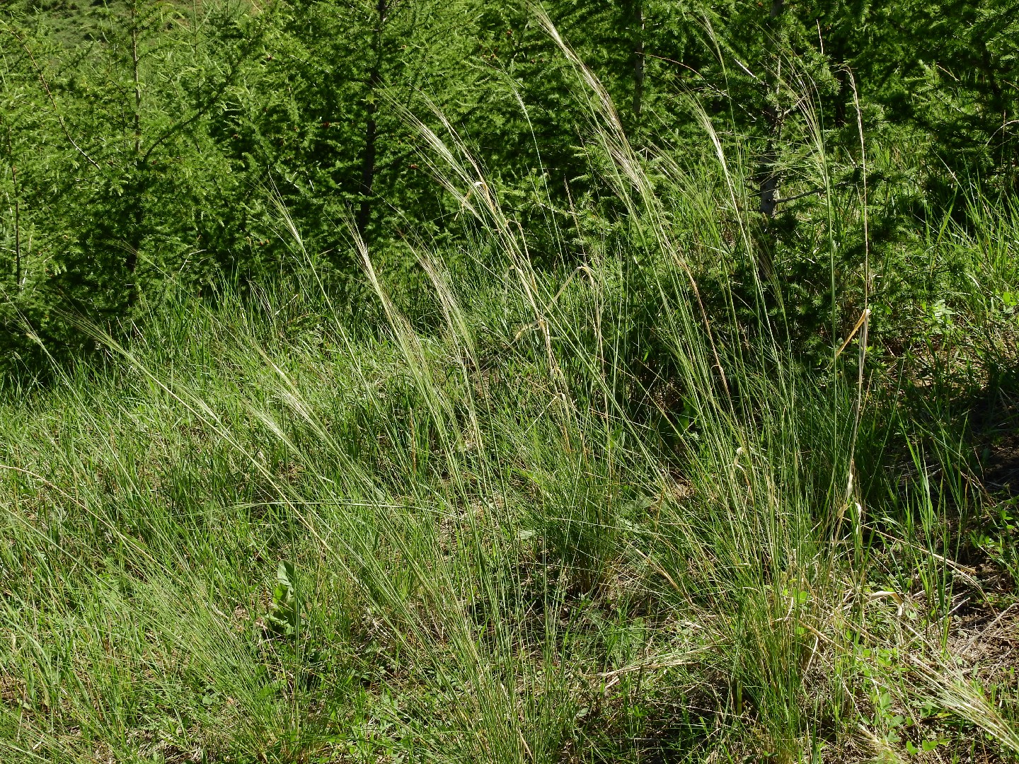 Stipa krylovii - PictureThis