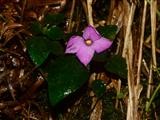 Sarcopyramis napalensis - PictureThis