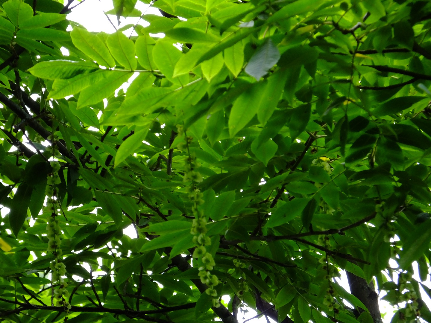 Wingnuts (Pterocarya) Flower, Leaf, Care, Uses - PictureThis