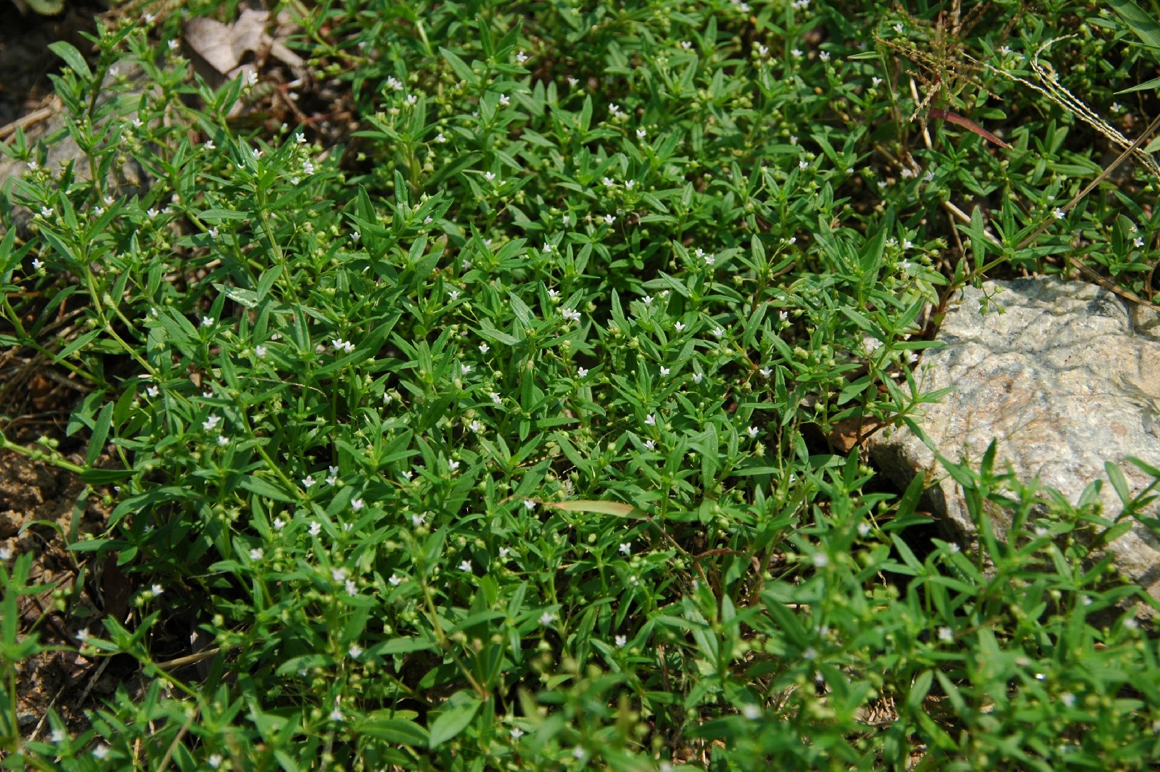 Rumput Mutiara (Oldenlandia corymbosa) - PictureThis
