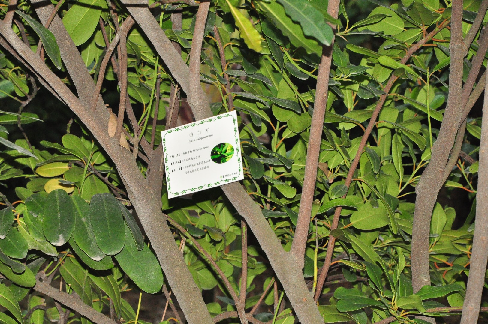 Brexia Care (Watering, Fertilize, Pruning, Propagation) - PictureThis