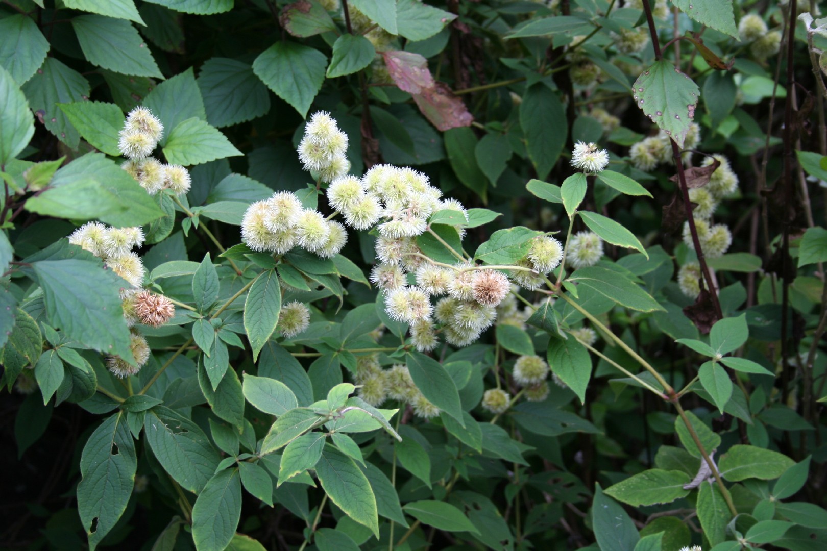 Cyathula Care (Watering, Fertilize, Pruning, Propagation) - PictureThis