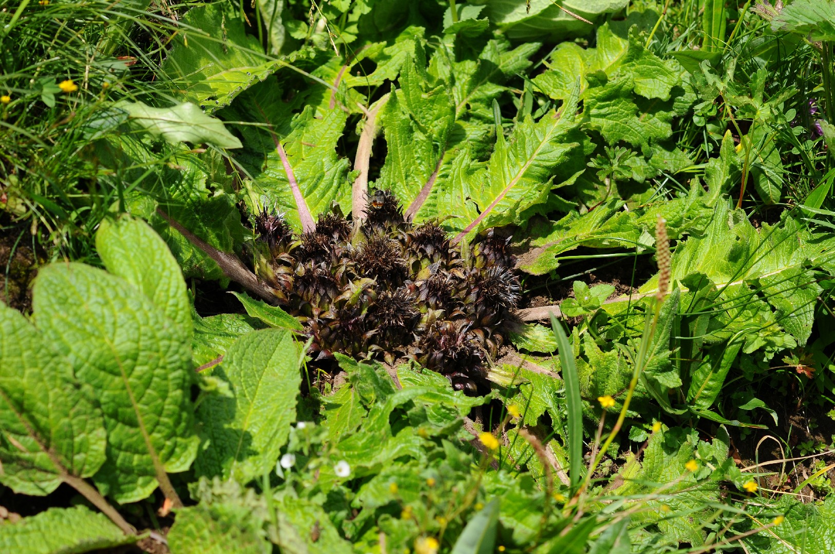 Dolomiaea souliei 照顧，種植，繁殖，開花時間 - PictureThis