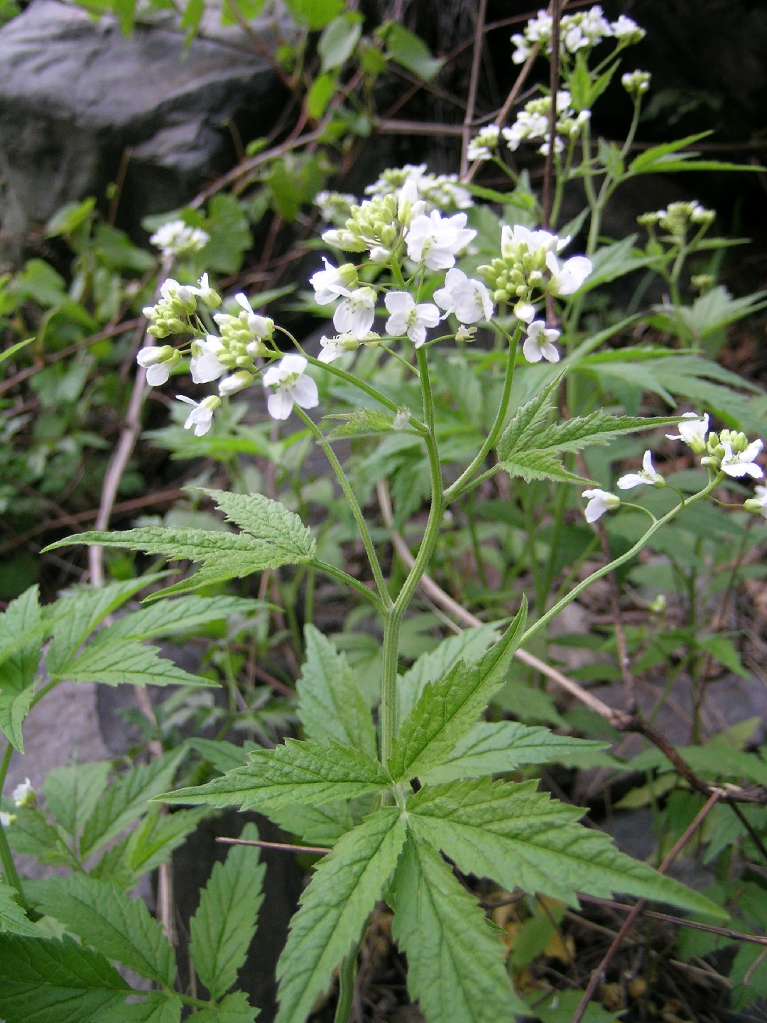 コンロンソウ（崑崙草） (Cardamine leucantha) 花言葉，毒性，よくある質問 - PictureThis