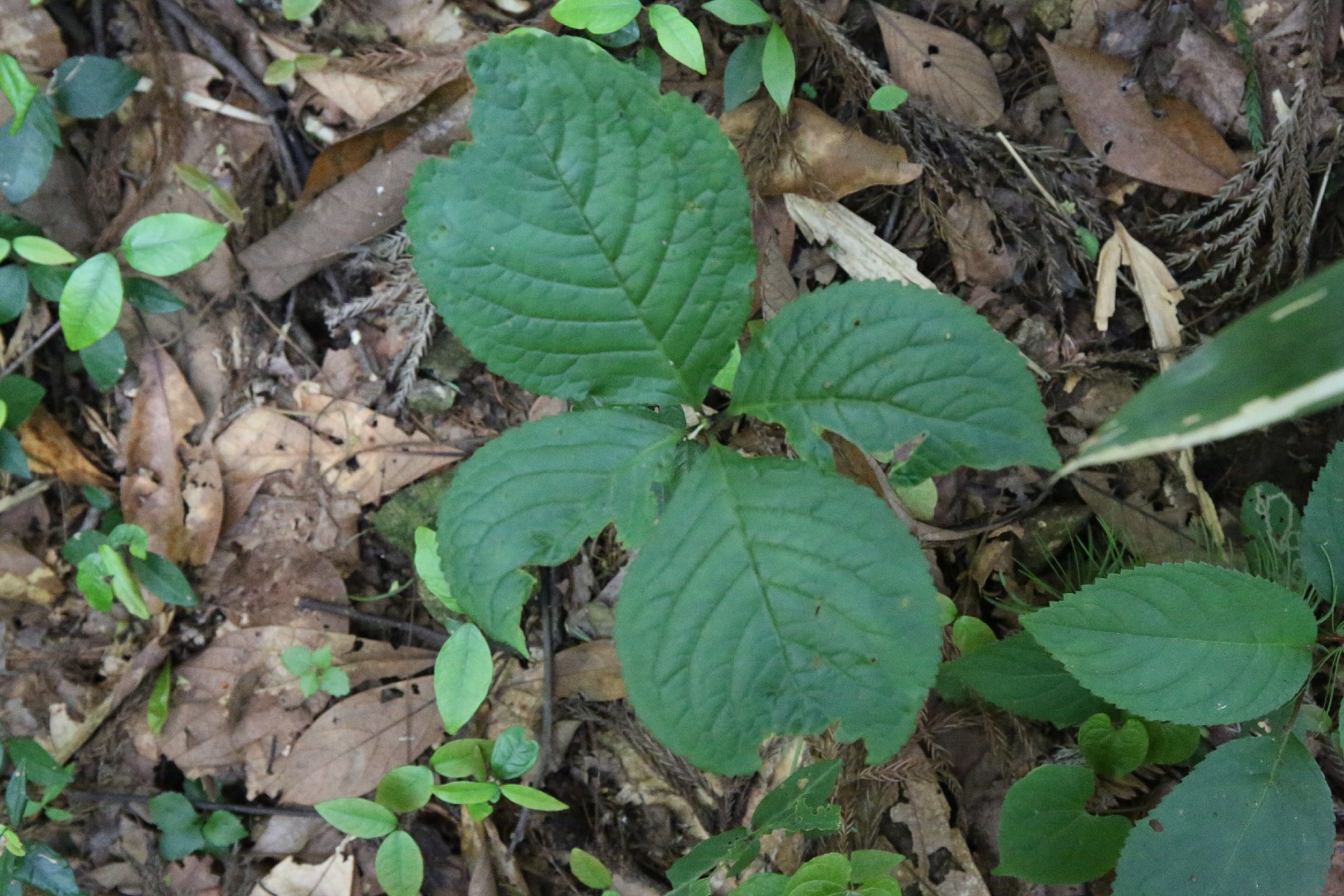 Chloranthus henryi - PictureThis
