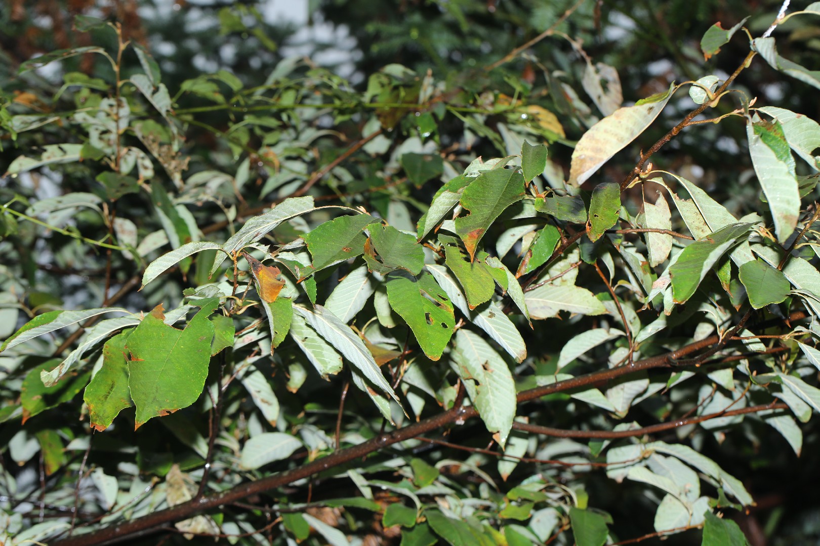 Meliosma myriantha var. discolor Care (Watering, Fertilize, Pruning ...