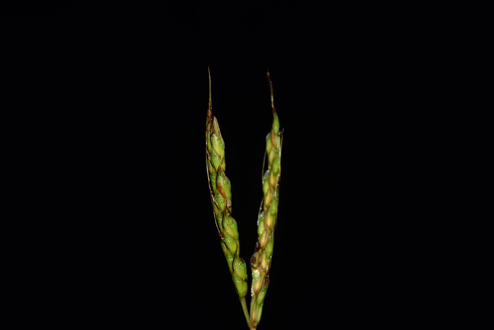 Pasto ratana (Ischaemum ciliare) - PictureThis