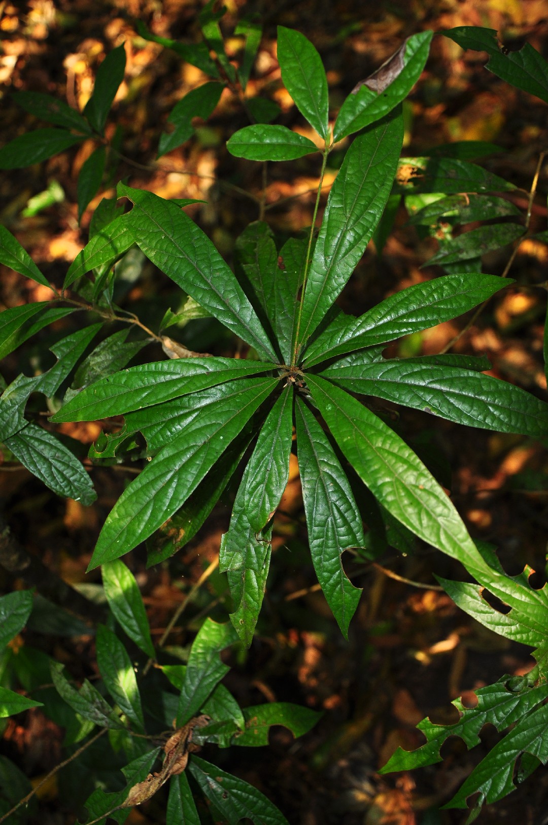 Litsea (Litsea) Flower, Leaf, Care, Uses - PictureThis