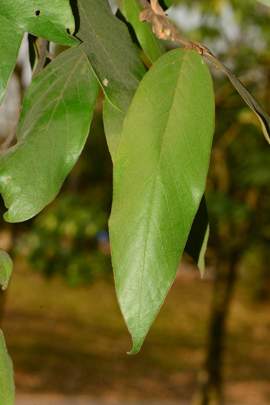 Mitrephora tomentosa Flower, Leaf, Care, Uses - PictureThis