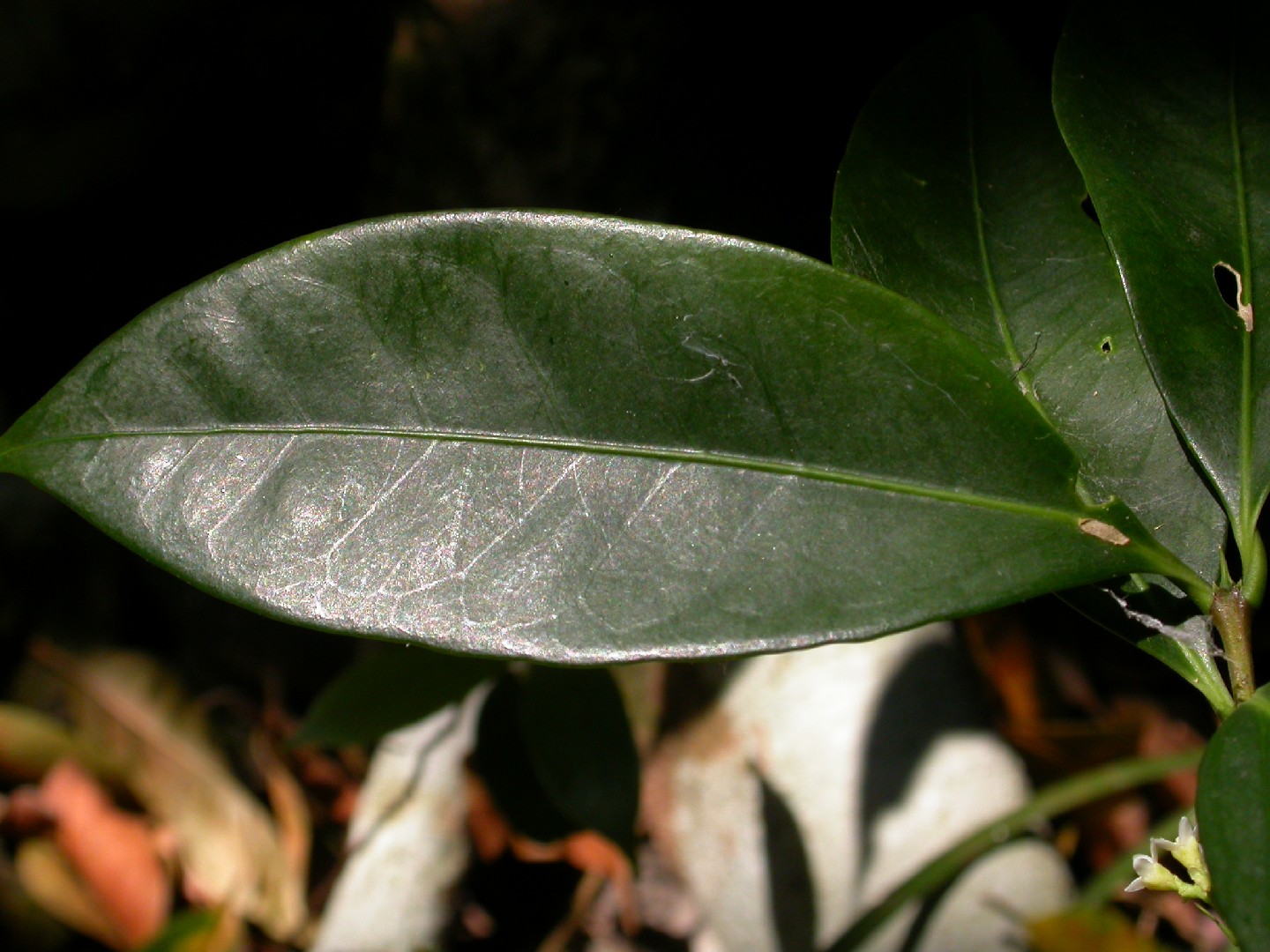 Microtropis obliquinervia - PictureThis
