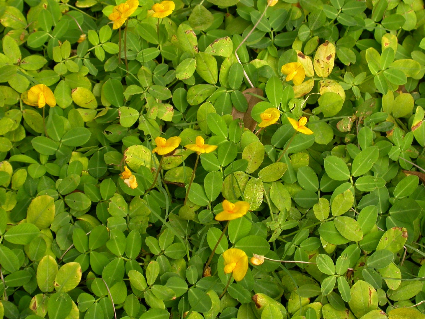Arachis duranensis - PictureThis