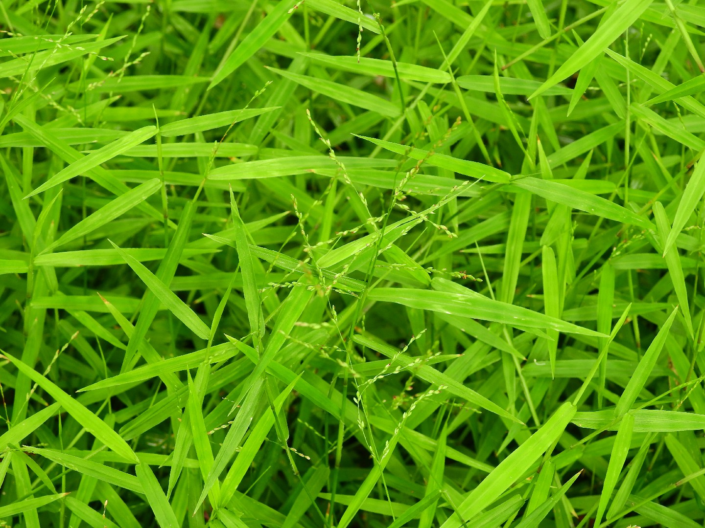 Ottochloa Care (Watering, Fertilize, Pruning, Propagation) - PictureThis