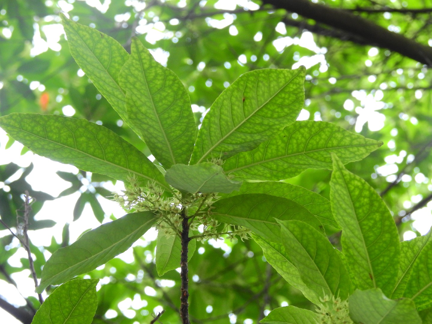 Elaeocarpus Care (Watering, Fertilize, Pruning, Propagation) - PictureThis