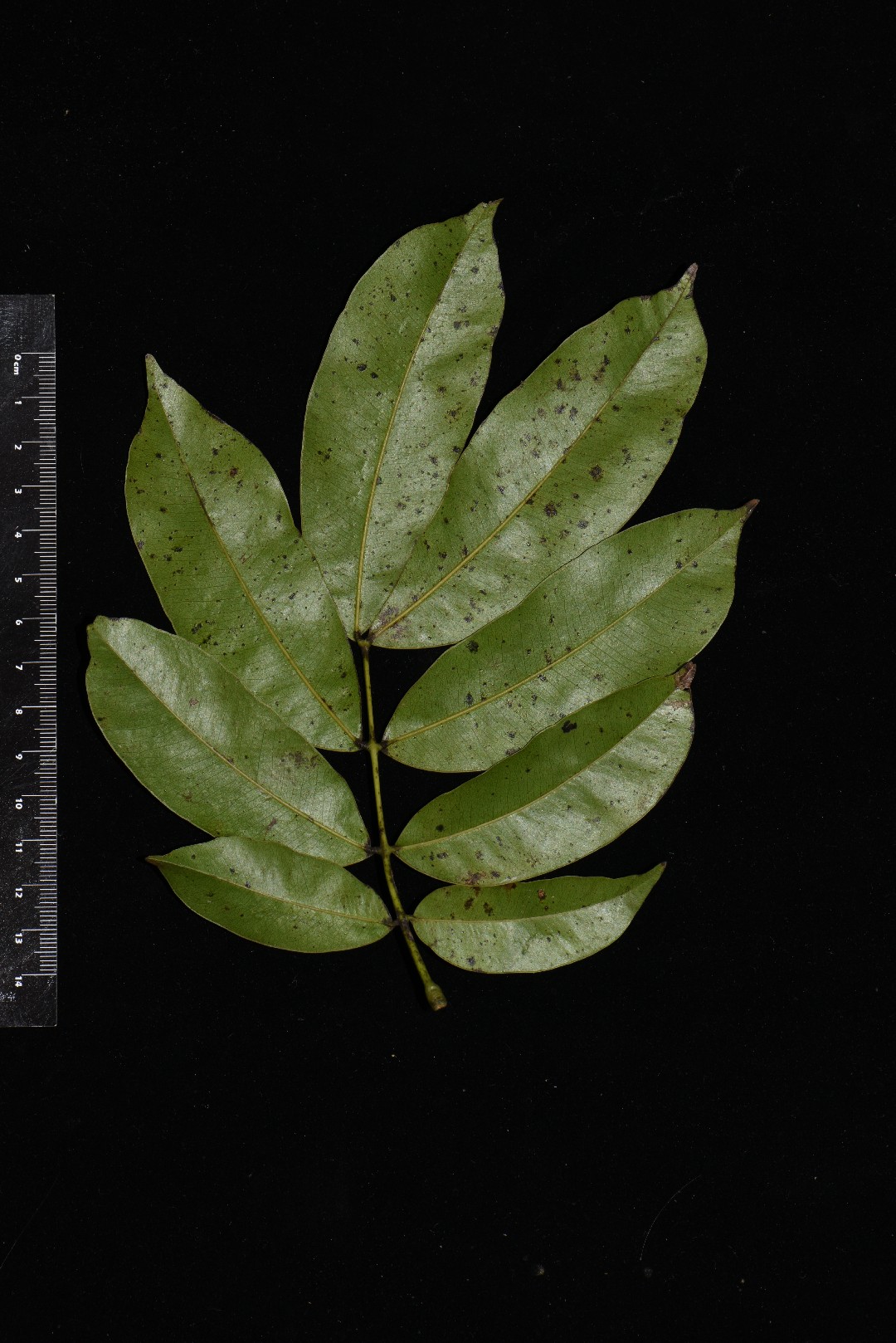 Hance (Lysidice rhodostegia) Flower, Leaf, Care, Uses - PictureThis