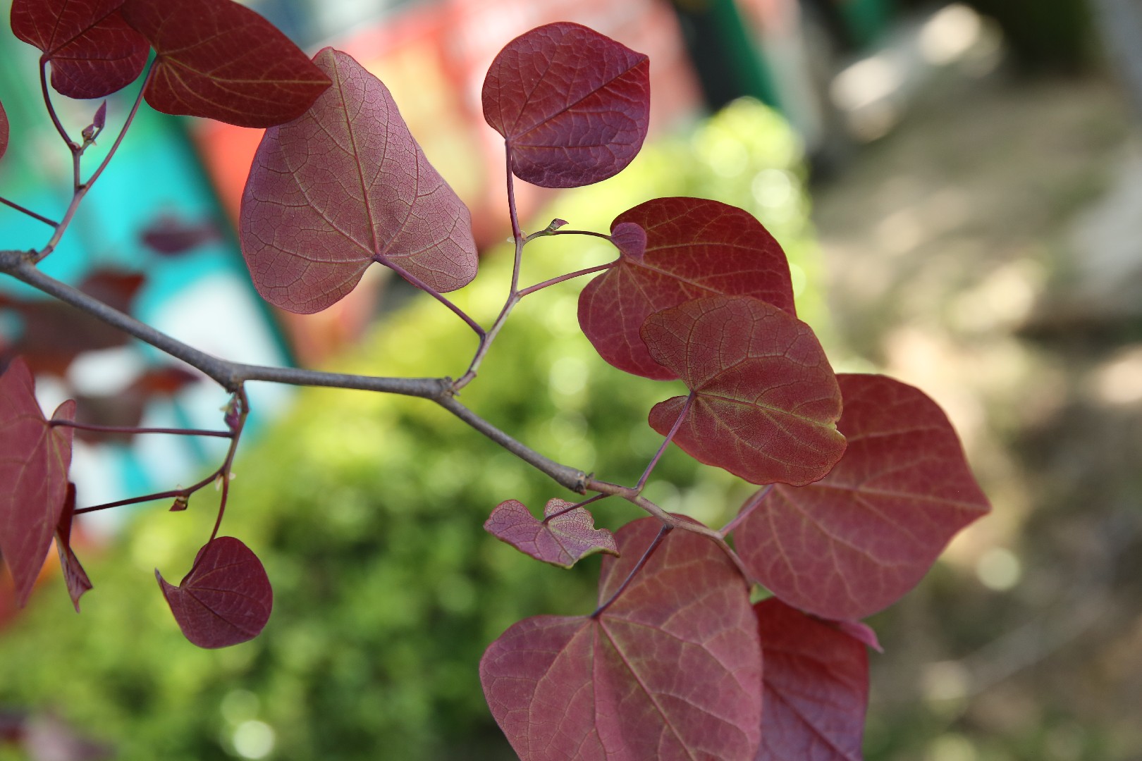 Cercis glabra - PictureThis