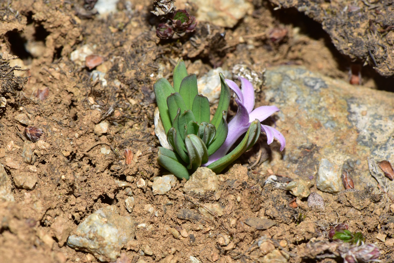 Polygonatum hookeri - PictureThis