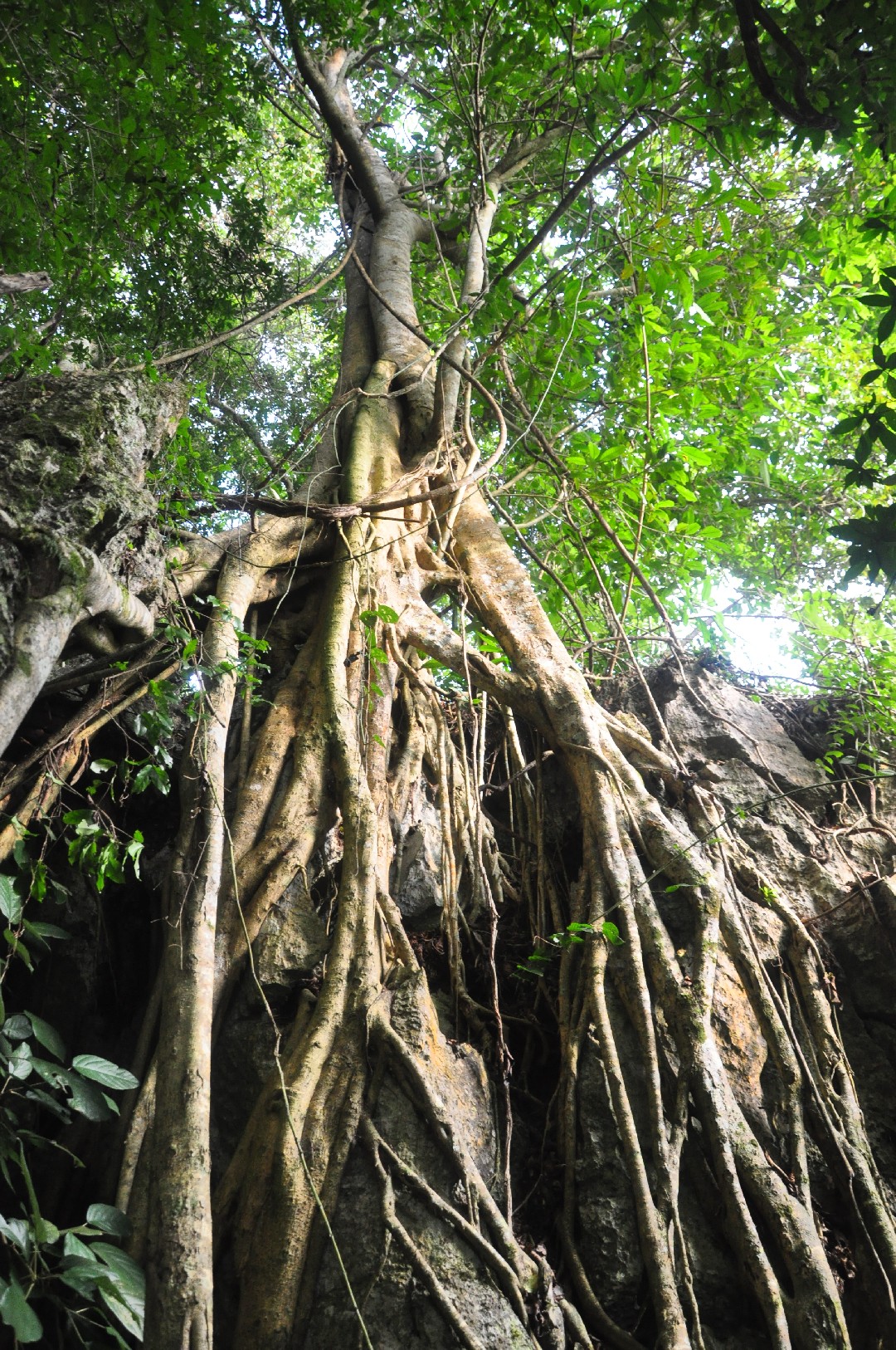 Ficus subulata - PictureThis